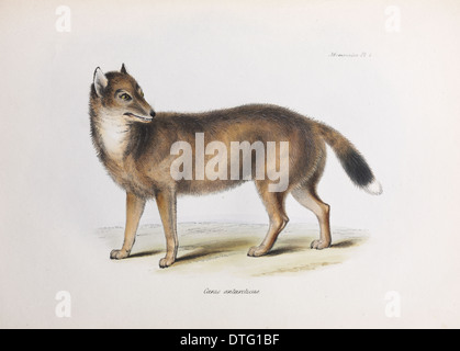 Falkland Islands wolf Stock Photo - Alamy
