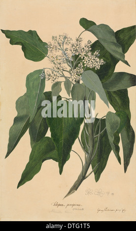 Candlenut tree (Aleurites moluccana). Illustration from the original ...