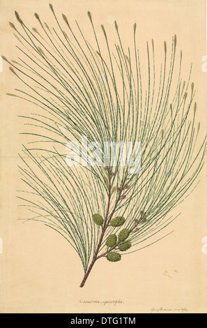 Beach she-oak (Casuarina equisetifolia). Illustration from the original ...