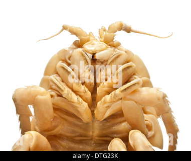 Giant Antarctic isopod Glyptonotus antarcticus Antarctica Antarctic ...