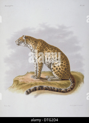 Leopard, Panthera pardus. Panther, Felis pardus. Copperplate engraving ...
