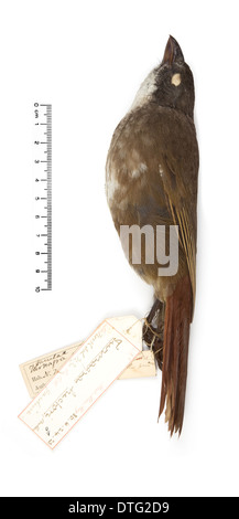 North island piopio (Turnagra tanagra) bird specimen from New Zealand ...
