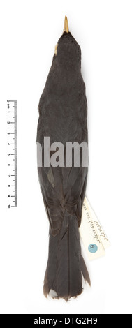 Grand Cayman Thrush, Turdus ravidus, postage stamp, Cayman Islands ...