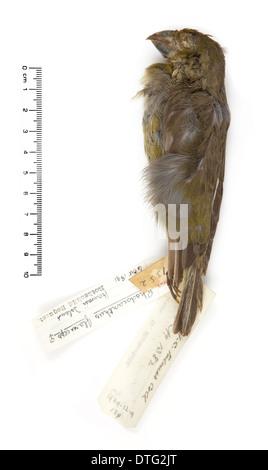 Rhodacanthis flaviceps, lesser koa-finch Stock Photo - Alamy