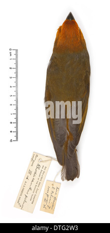 Rhodacanthis palmeri, greater koa finch Stock Photo - Alamy