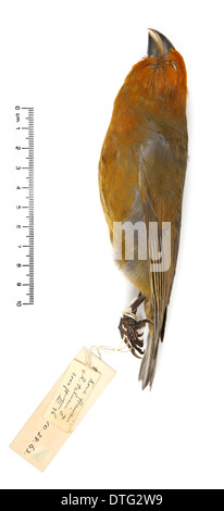 Greater koa finch (Rhodacanthis palmeri). This bird is now extinct ...