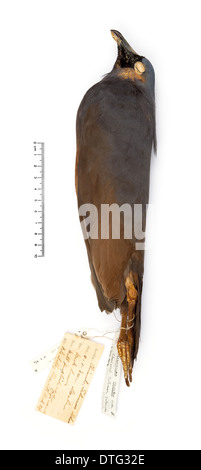 Choiseul pigeon (Microgoura meeki) specimen. This species is presumed ...