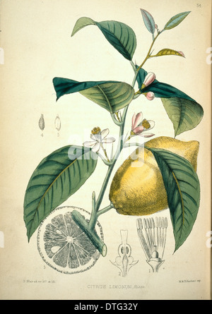 Lemon (Citrus x limonum), Rutaceae Stock Photo - Alamy
