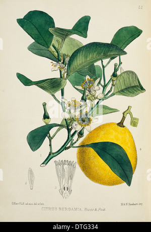 Citrus bergamia, bergamot orange Stock Photo - Alamy