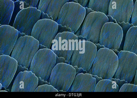 Blue doris longwing butterfly image taken in the rain forest of Panama ...