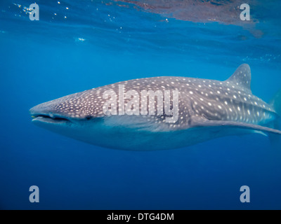 Spotted whale shark - rhincodon typus Stock Photo - Alamy
