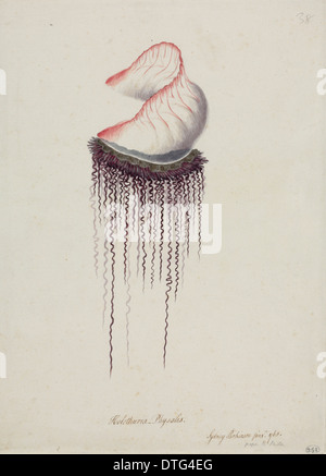 Portuguese man o' war, Physalia physalis 1, blue sea dragon, Glaucus ...