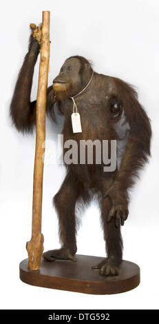 Bornean orangutan (Pongo pygmaeus) specimen held at the Natural History ...