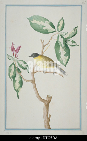 black-capped bulbul, Pycnonotus melanicterus, Kaeng Krachan, Thailand ...
