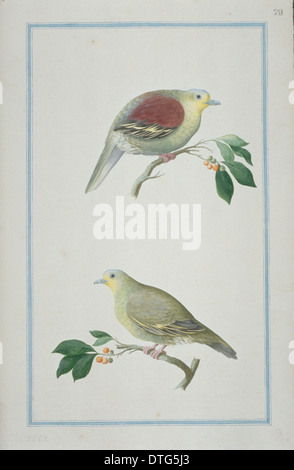 Sri Lanka green pigeon, Treron pompadora Stock Photo - Alamy