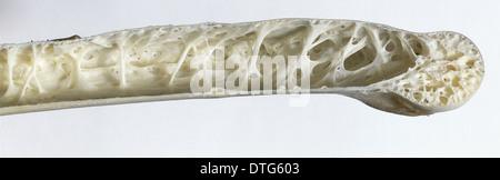 Pelican skeleton (Pelecanidae, Pelecanus Stock Photo - Alamy