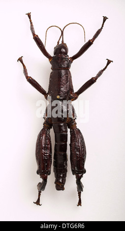 walking stick, stick-insect (Phasmatidae, Phasmida), eggs Stock Photo ...