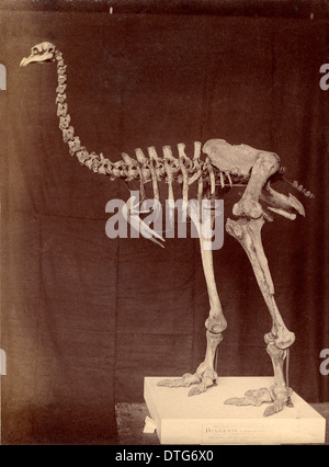 Dinornis elephantopus, heavy-footed moa Stock Photo - Alamy