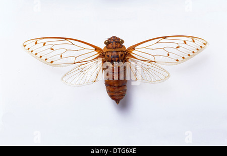 Six O'clock Cicada (Pomponia merula), Borneo, Malaysia Stock Photo - Alamy