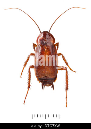 Oriental cockroach, common cockroach (Blatta orientalis), eating at a ...