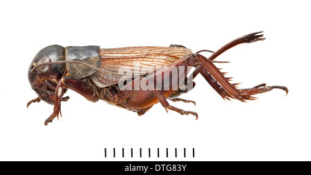 Field Cricket (Gryllus campestris, Gryllidae) at the entrance to its ...