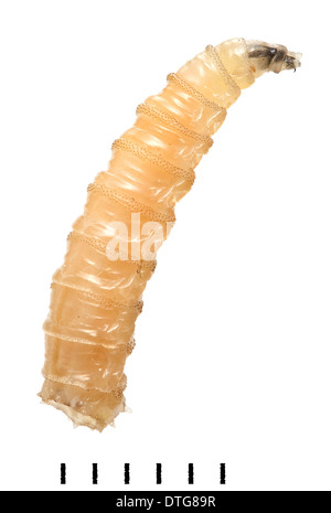 Lucilia sericata Diptera Calliphoridae larvae and pupae on carrion ...