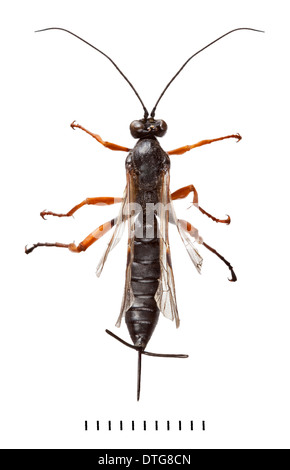Ichneumon (Pimpla rufipes Stock Photo - Alamy