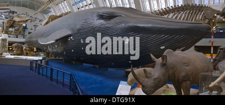 Blue Whale (Balaenoptera musculus) Mammalia Stock Photo - Alamy