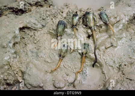 Lingula, a brachiopod Stock Photo - Alamy
