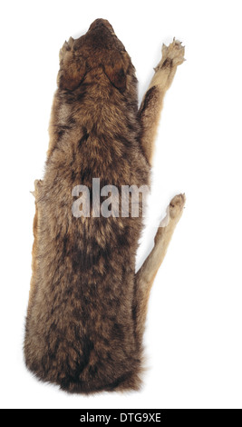 Wolf, Canis lupus, gray wolf Stock Photo - Alamy