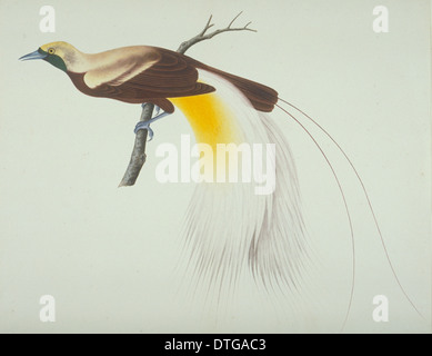 Paradisaea apoda, greater bird-of-paradise Stock Photo - Alamy