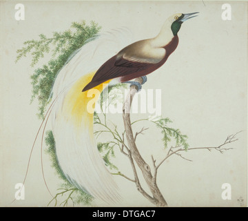 Paradisaea apoda, greater bird-of-paradise Stock Photo - Alamy