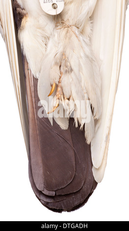 Charles Darwin's pigeons Stock Photo - Alamy