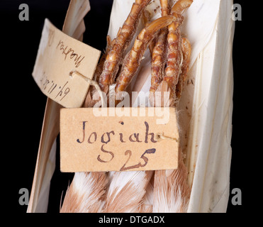 Charles Darwin's pigeons Stock Photo - Alamy