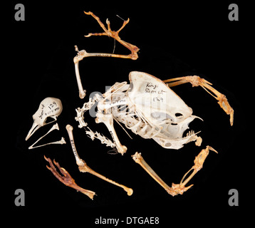 Charles Darwin's pigeons Stock Photo - Alamy