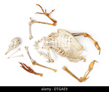 Charles Darwin's pigeons Stock Photo - Alamy