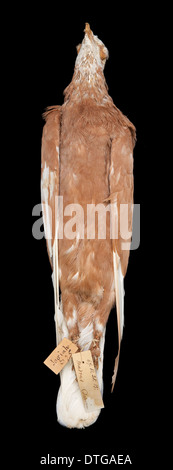 Charles Darwin's pigeons Stock Photo - Alamy