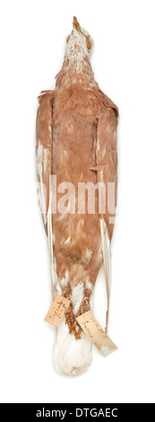 Charles Darwin's pigeons Stock Photo - Alamy