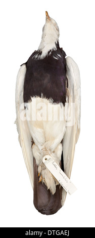 Charles Darwin's pigeons Stock Photo - Alamy