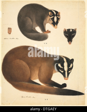 Chinese ferret-badger, Melogale moschata. Handcoloured copperplate ...