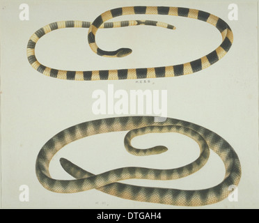 Banded krait, Bungarus fasciatus, illustration from book dated 1904 ...