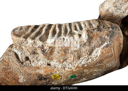 Tooth and jawbone of the dwarf elephant Palaeoloxodon cypriotes ...