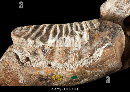 Dwarf elephant tooth Stock Photo - Alamy