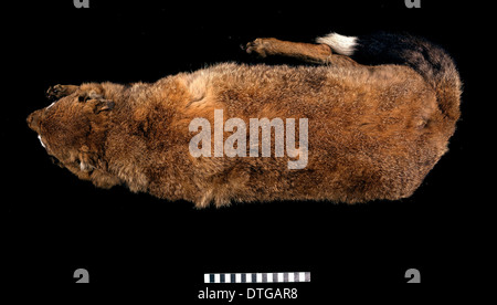 Dusicyon antarcticus, Falkland fox Stock Photo - Alamy