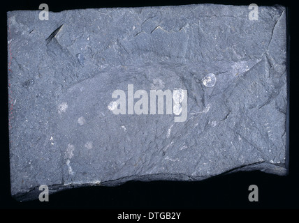 Ancient animal fossil Stock Photo - Alamy