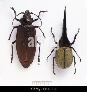 Titan beetle (Titanus giganteus). This longhorn beetle (family ...