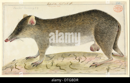 Long-nosed Bandicoot Perameles nasuta Atherton Tablelands Queensland ...