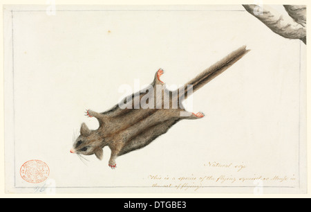 Feathertail glider, Acrobates pygmaeus, illustration from book dated ...