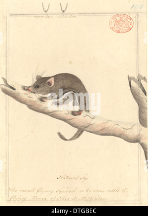 Feathertail glider, Acrobates pygmaeus, illustration from book dated ...