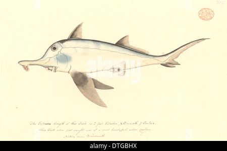 Australian Ghost Shark (Callorhinchus milii) trunk-like snout detects ...